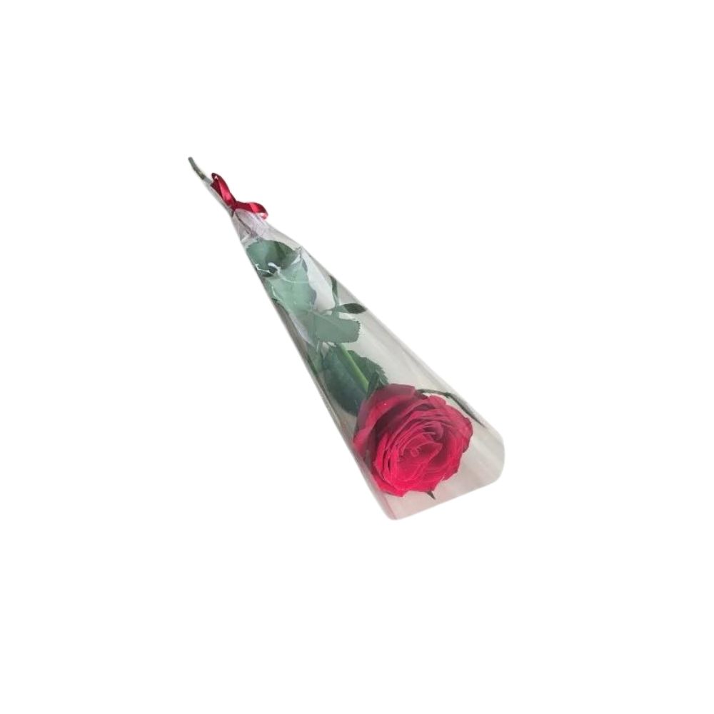 Botão de Rosa Colombiana (embalado) | Floricultura Mary Clar