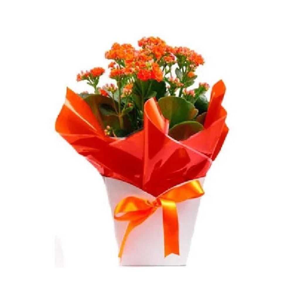 Kalanchoe Cachepo Papelão - Floricultura Mary Clar | Floricultura Mary Clar