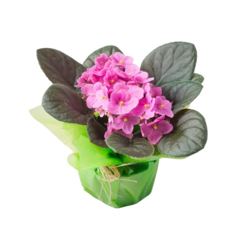 Violeta Natural embalada - Floricultura Mary Clar | Floricultura Mary Clar